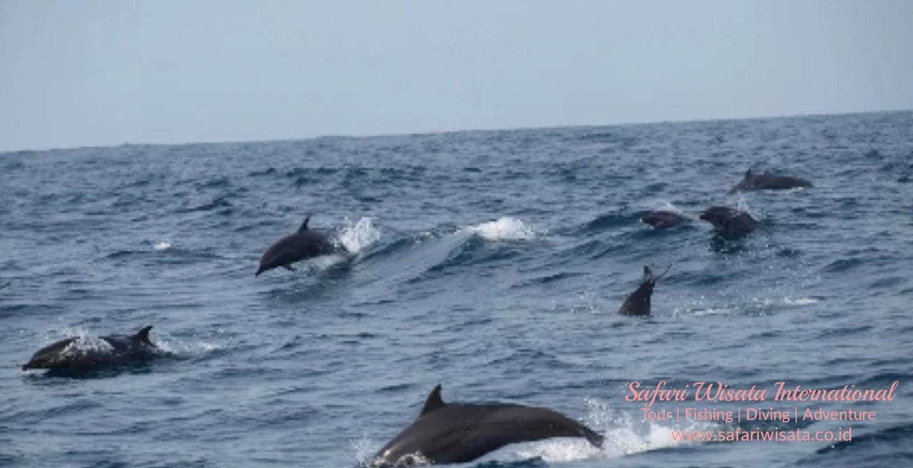 Pakej ke Acheh & Sabang + Dolphin Trip & Snorkeling Tour Pulau Rubiah 4 ...